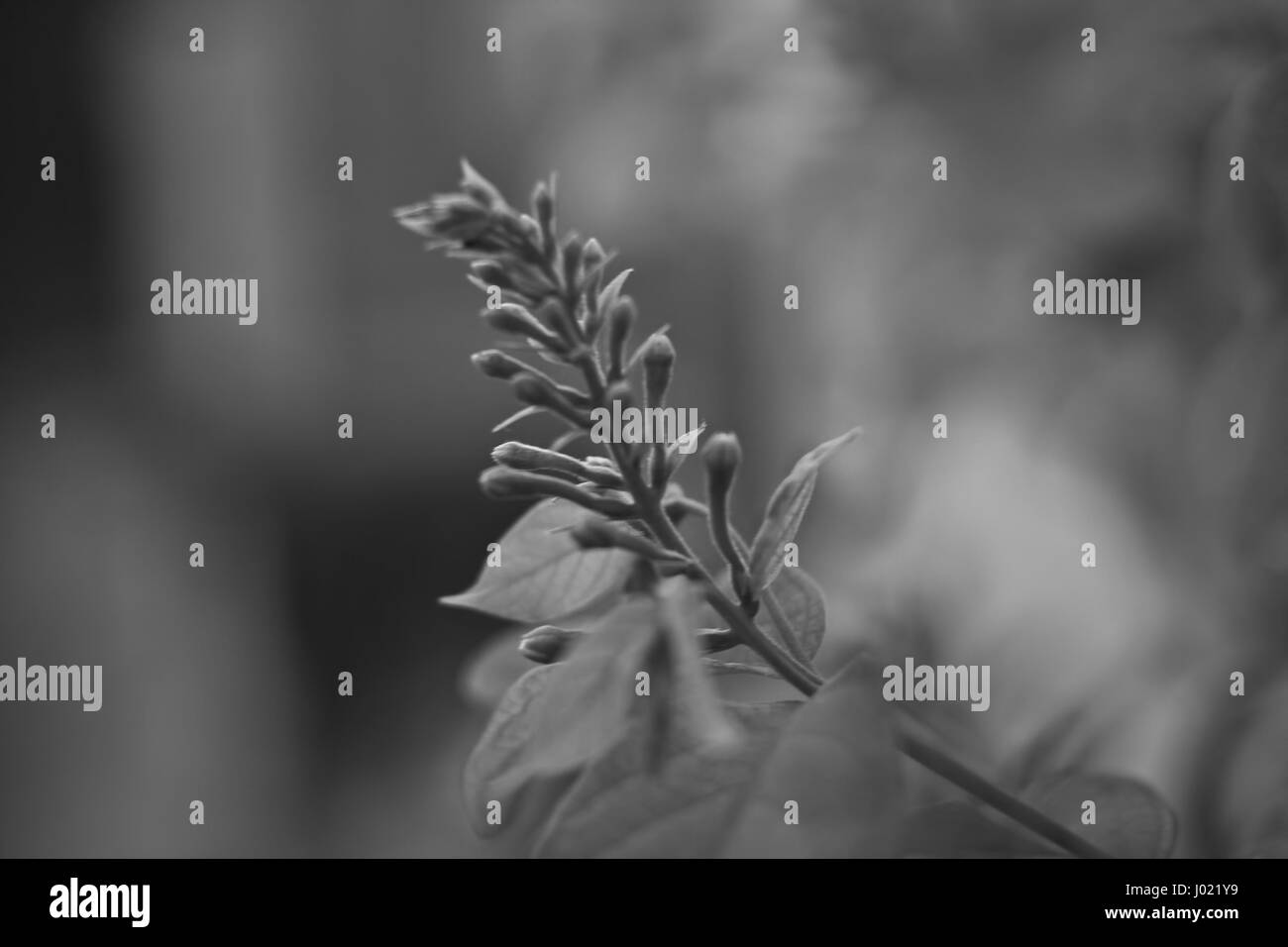 Natural green background selective focus Black and White Stock Photos ...