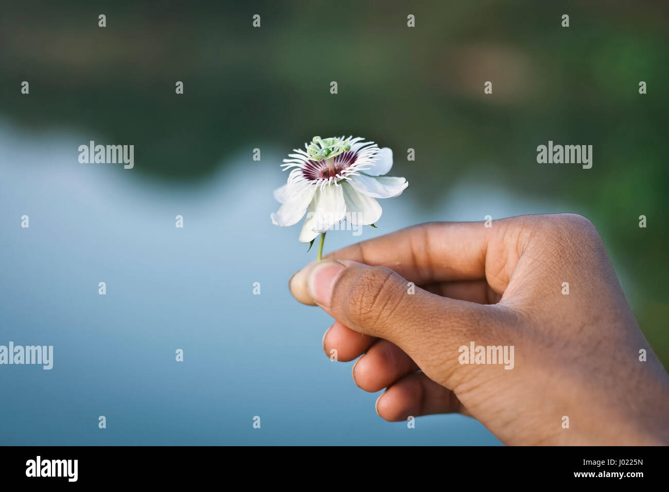 White flower in human hand Stock Photo - Alamy