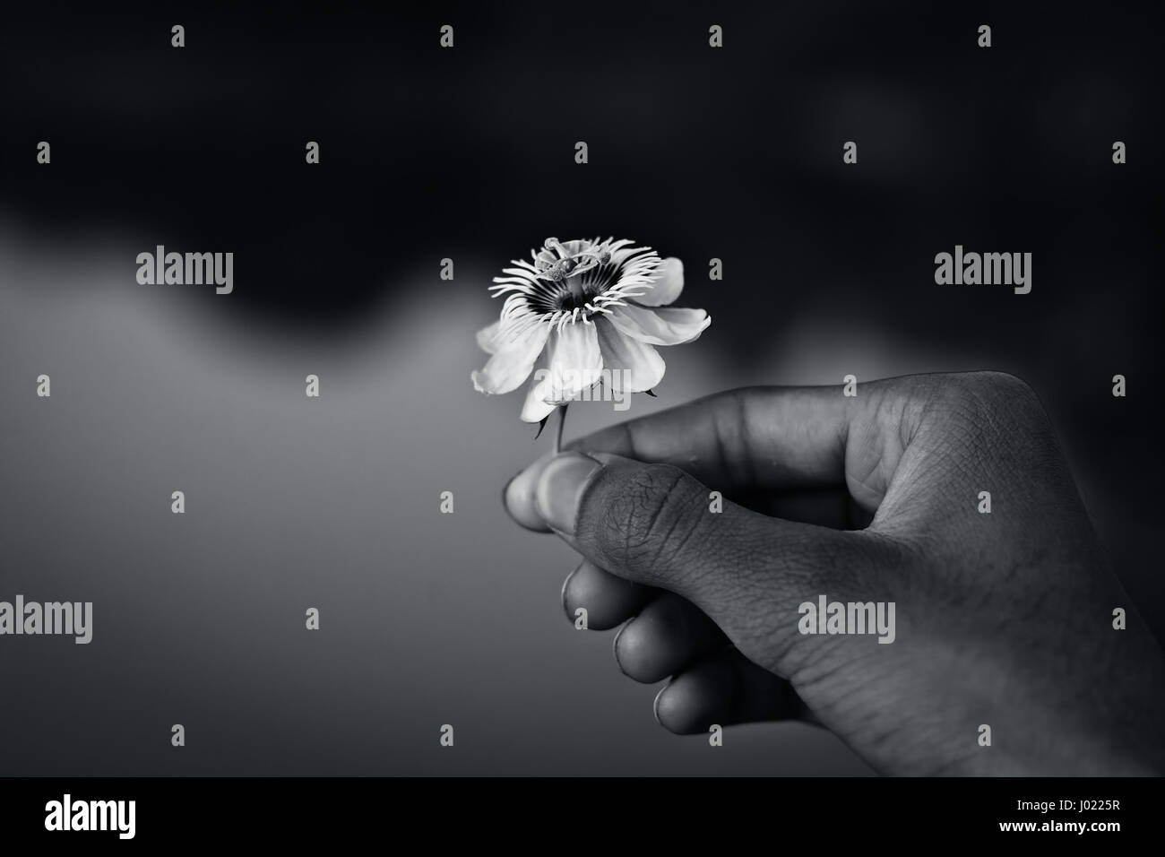 White flower in human hand Stock Photo - Alamy