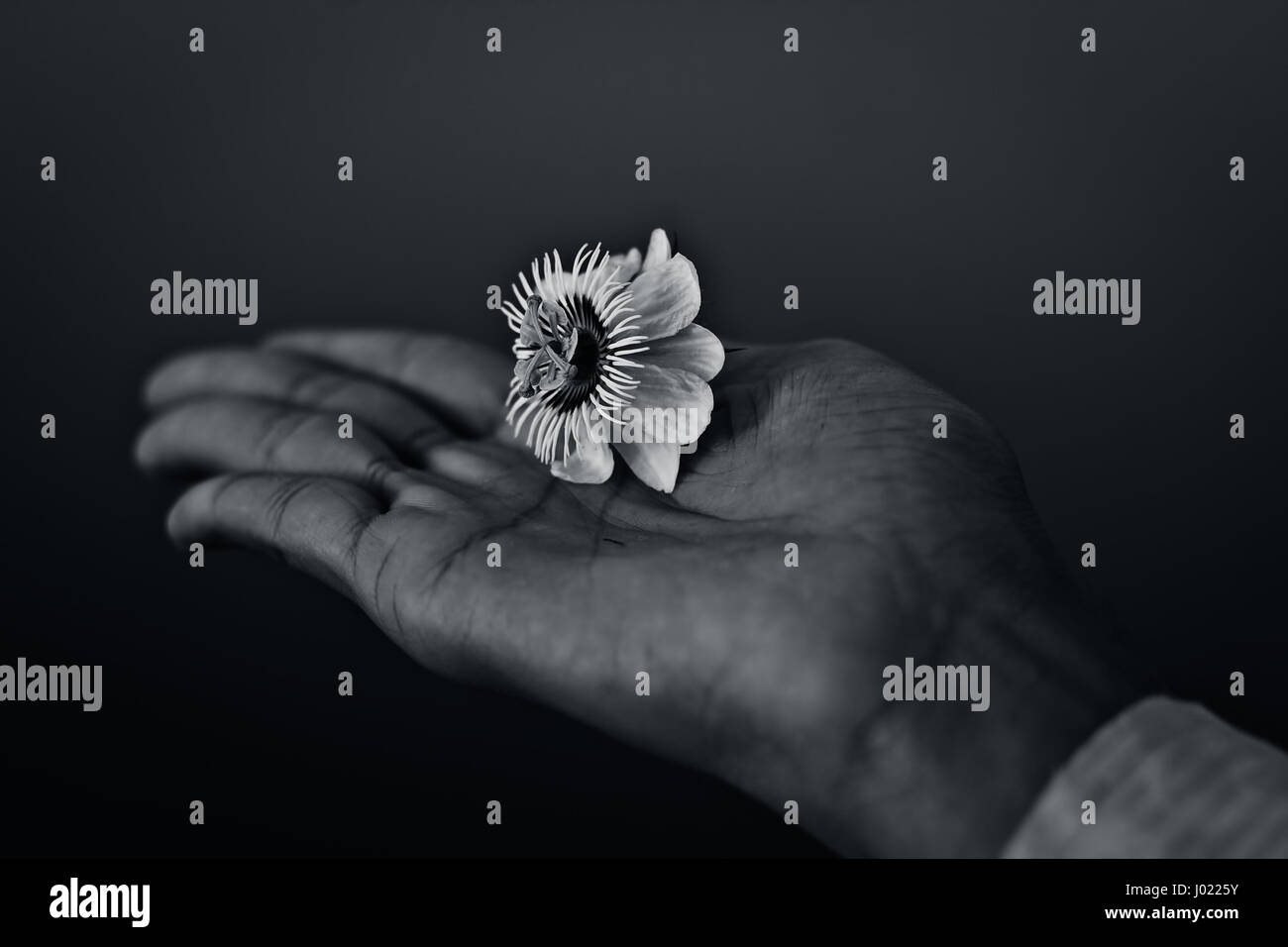 Human hand holding white flower Stock Photo - Alamy