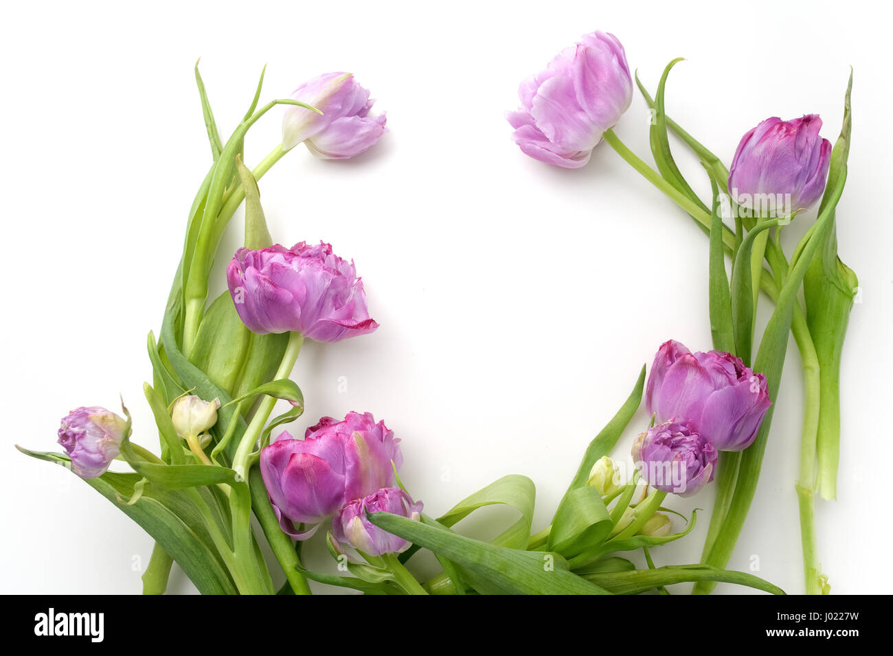 Round frame with tulips flowers. Flat lay. Top view Stock Photo - Alamy