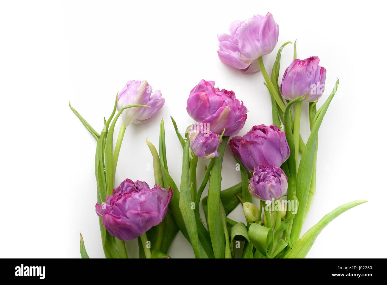 Tulips bouquet lay on hi-res stock photography and images - Alamy