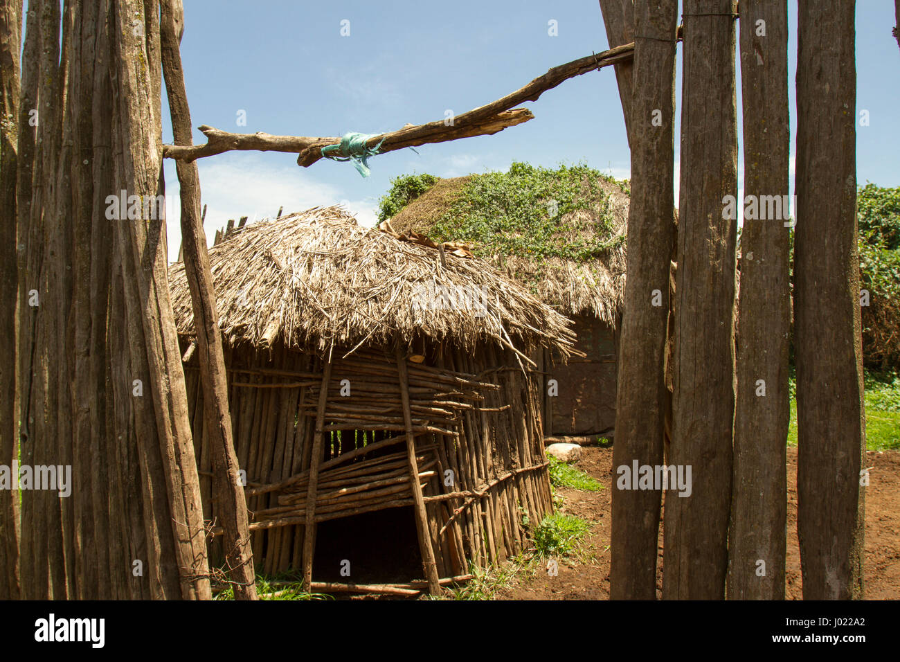 Traditional thatched huts in krall in Maasai village of Ngorongoro ...