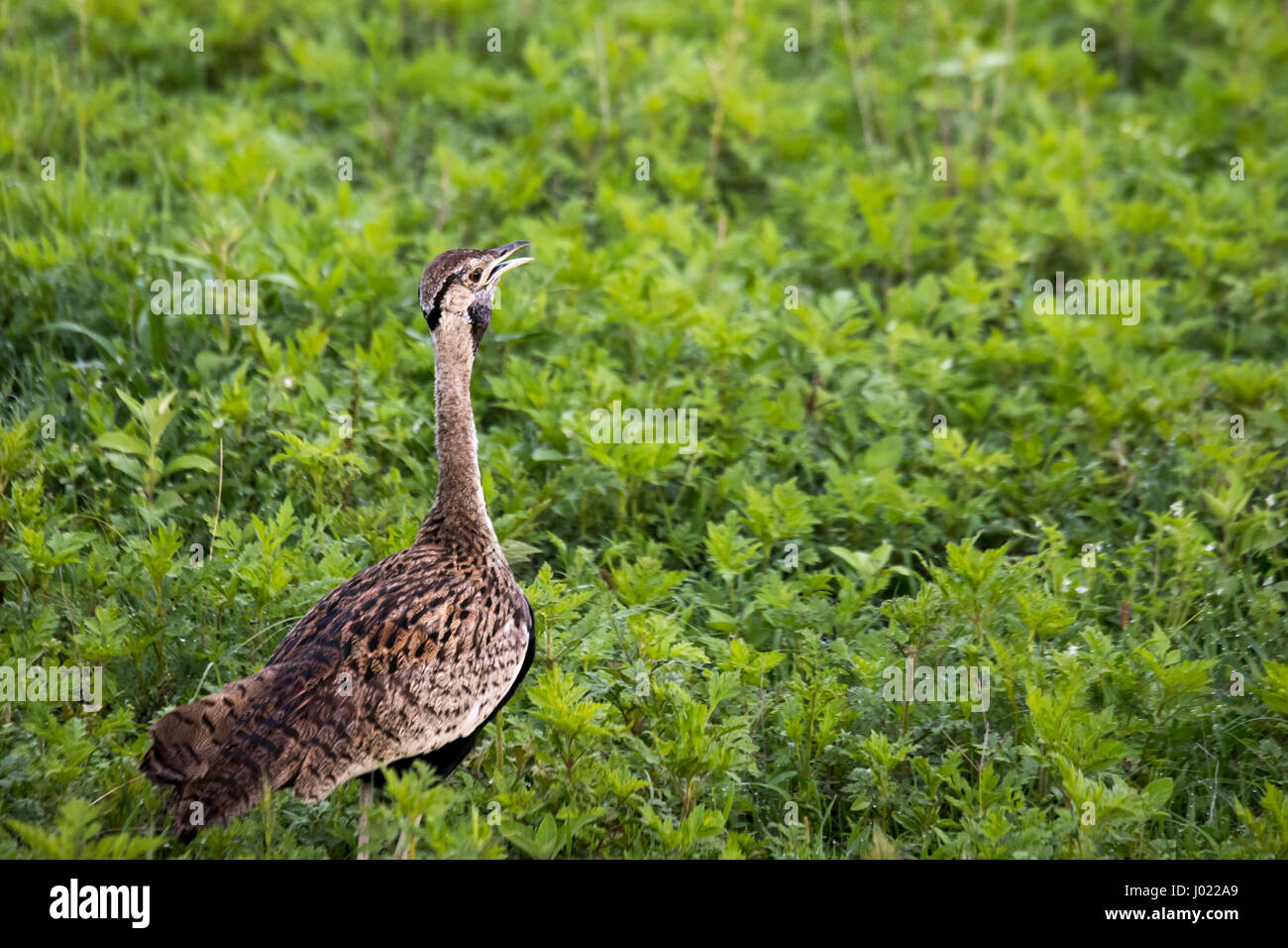 Hartlaub Bustard High Resolution Stock Photography and Images - Alamy