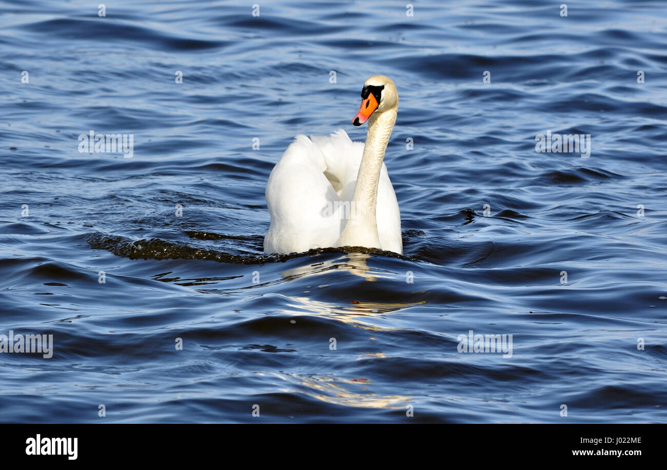 White swan swimming in the baltic sea in poland Stock Photo - Alamy