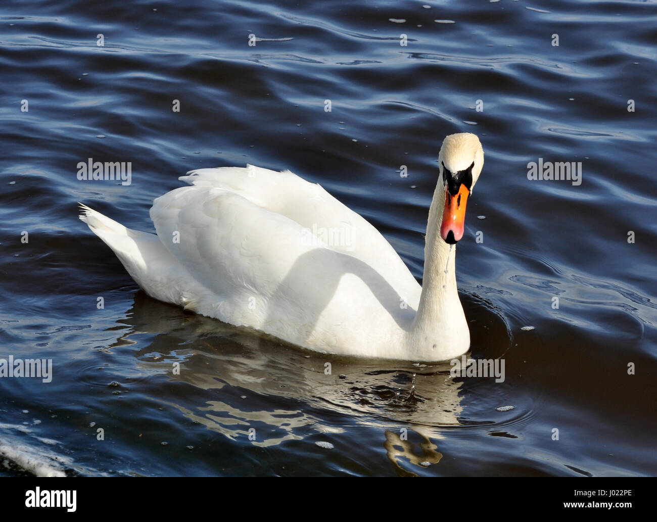 White swan swimming in the baltic sea in poland Stock Photo - Alamy