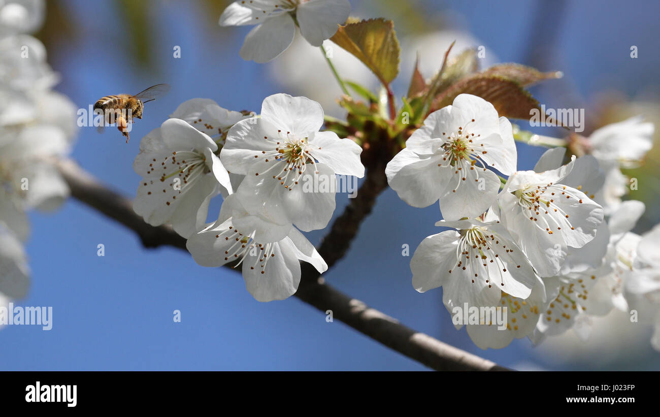 Apple pollen hi-res stock photography and images - Alamy