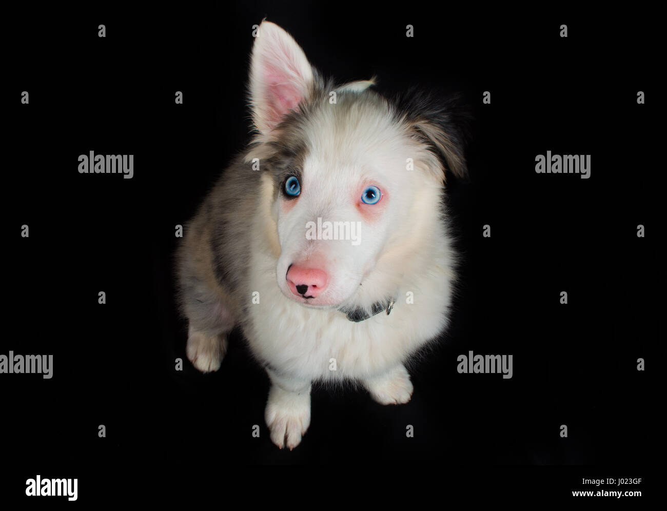 Beautiful Blue Merle Puppy In The Studio Stock Photo - Alamy