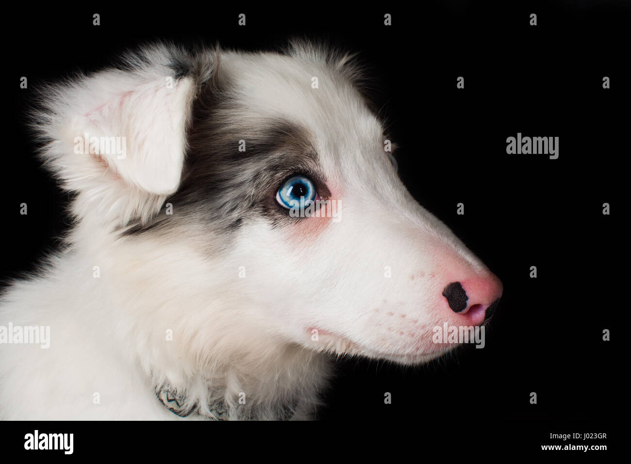 Beautiful Blue Merle Puppy In The Studio Stock Photo - Alamy