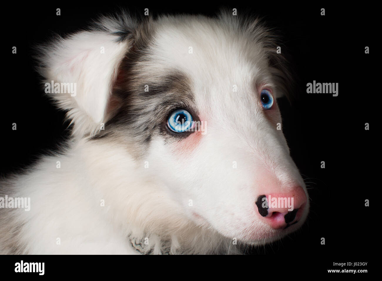 Beautiful Blue Merle Puppy In The Studio Stock Photo - Alamy
