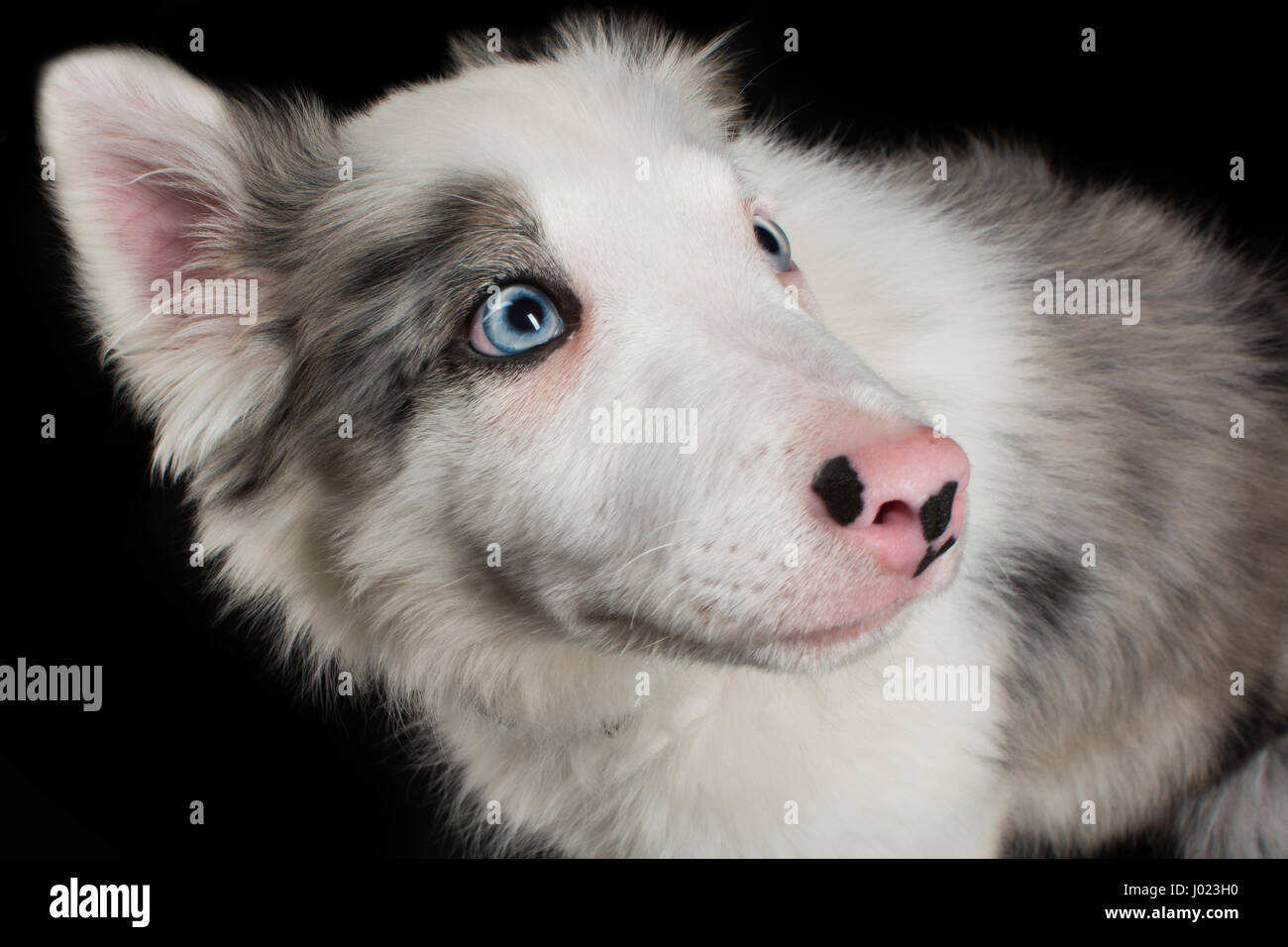 Beautiful Blue Merle Puppy In The Studio Stock Photo - Alamy
