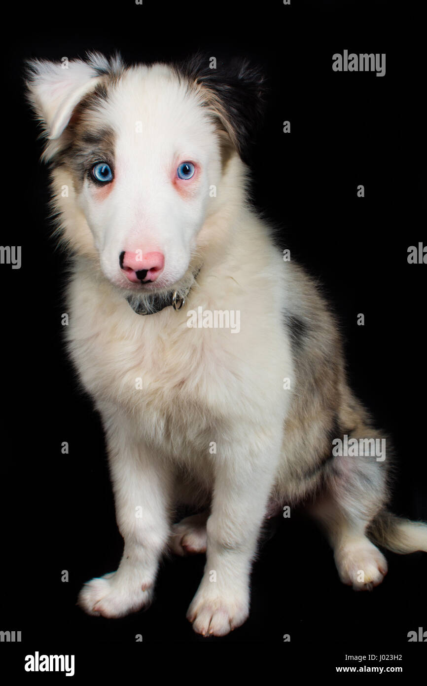 Beautiful Blue Merle Puppy In The Studio Stock Photo - Alamy