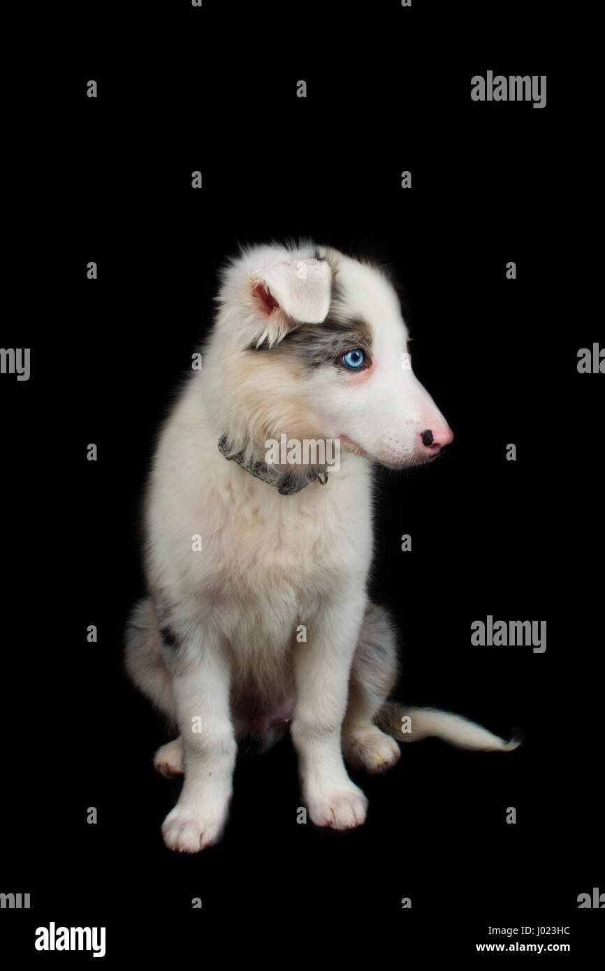 Beautiful Blue Merle Puppy In The Studio Stock Photo - Alamy