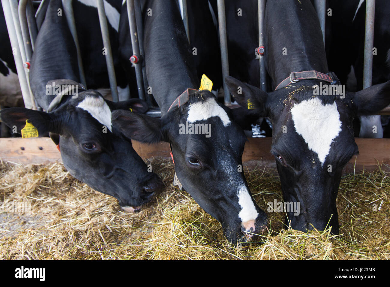 Cows on Farm Stock Photo - Alamy