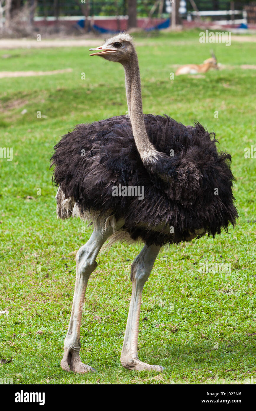 ostrich in zoo Stock Photo - Alamy