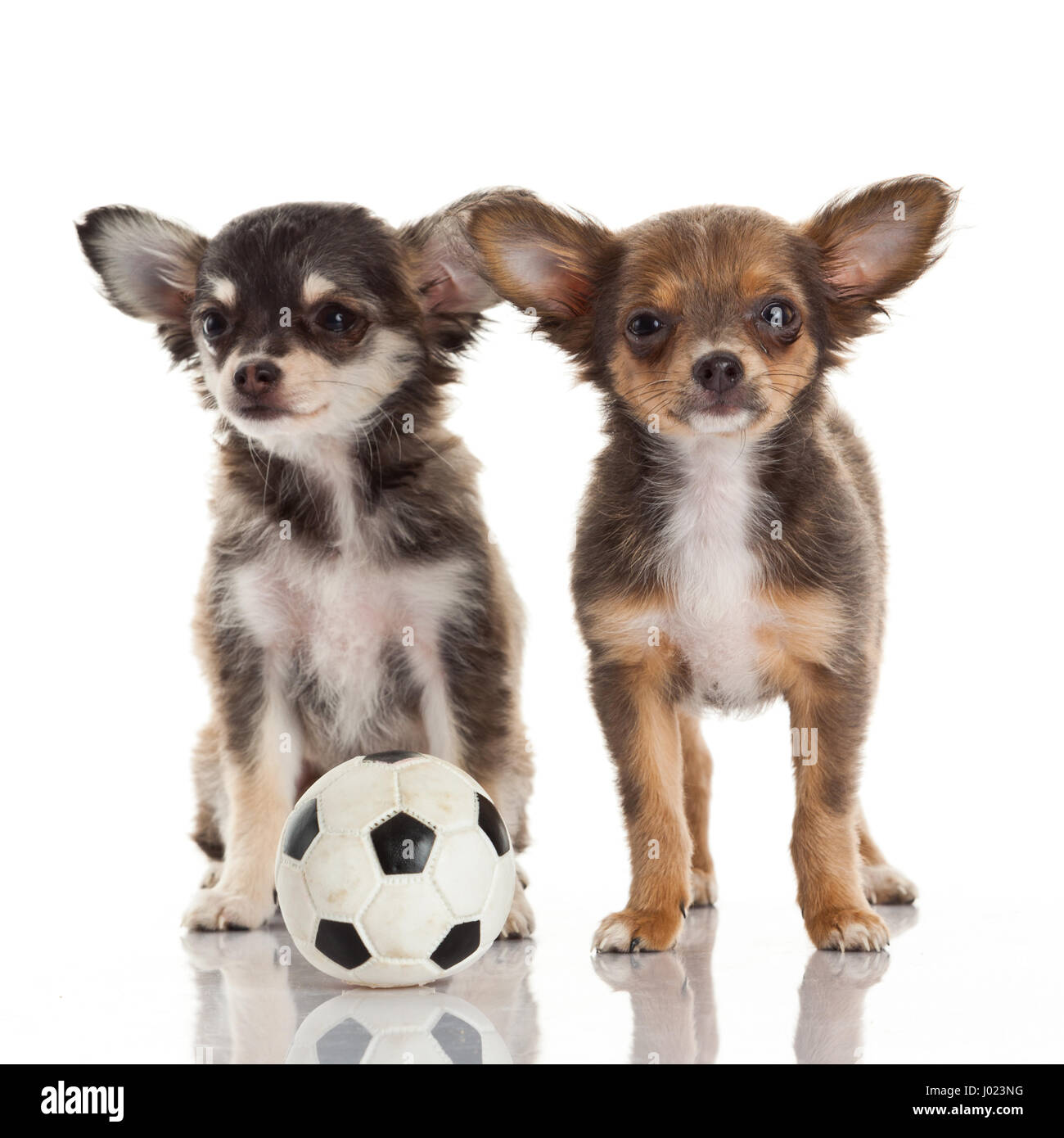 Two chihuahua puppies Stock Photo - Alamy