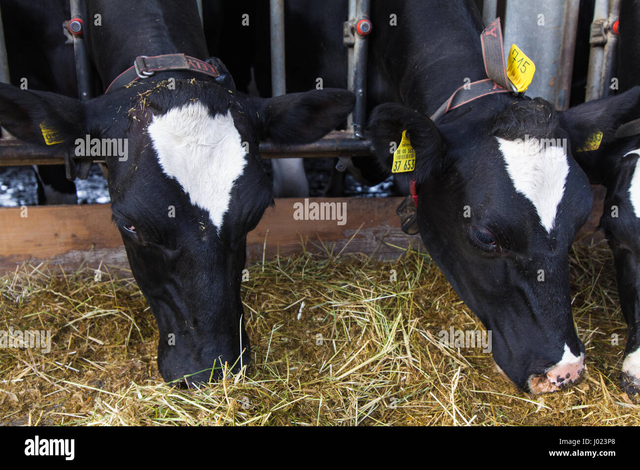 Cows on Farm Stock Photo - Alamy