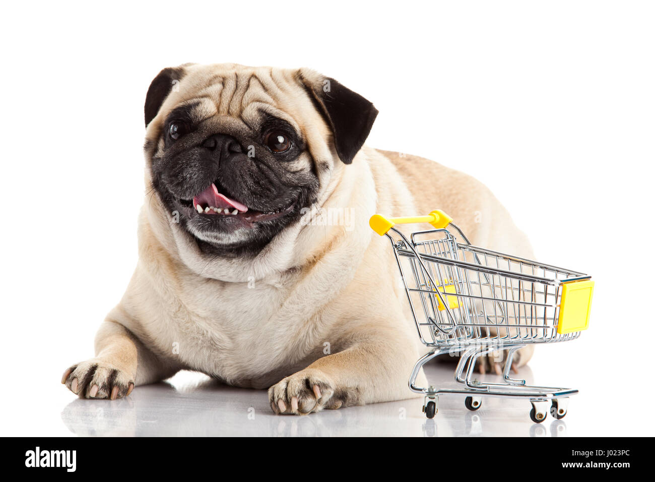 Pug dog with shopping cart isolated on white Stock Photo - Alamy