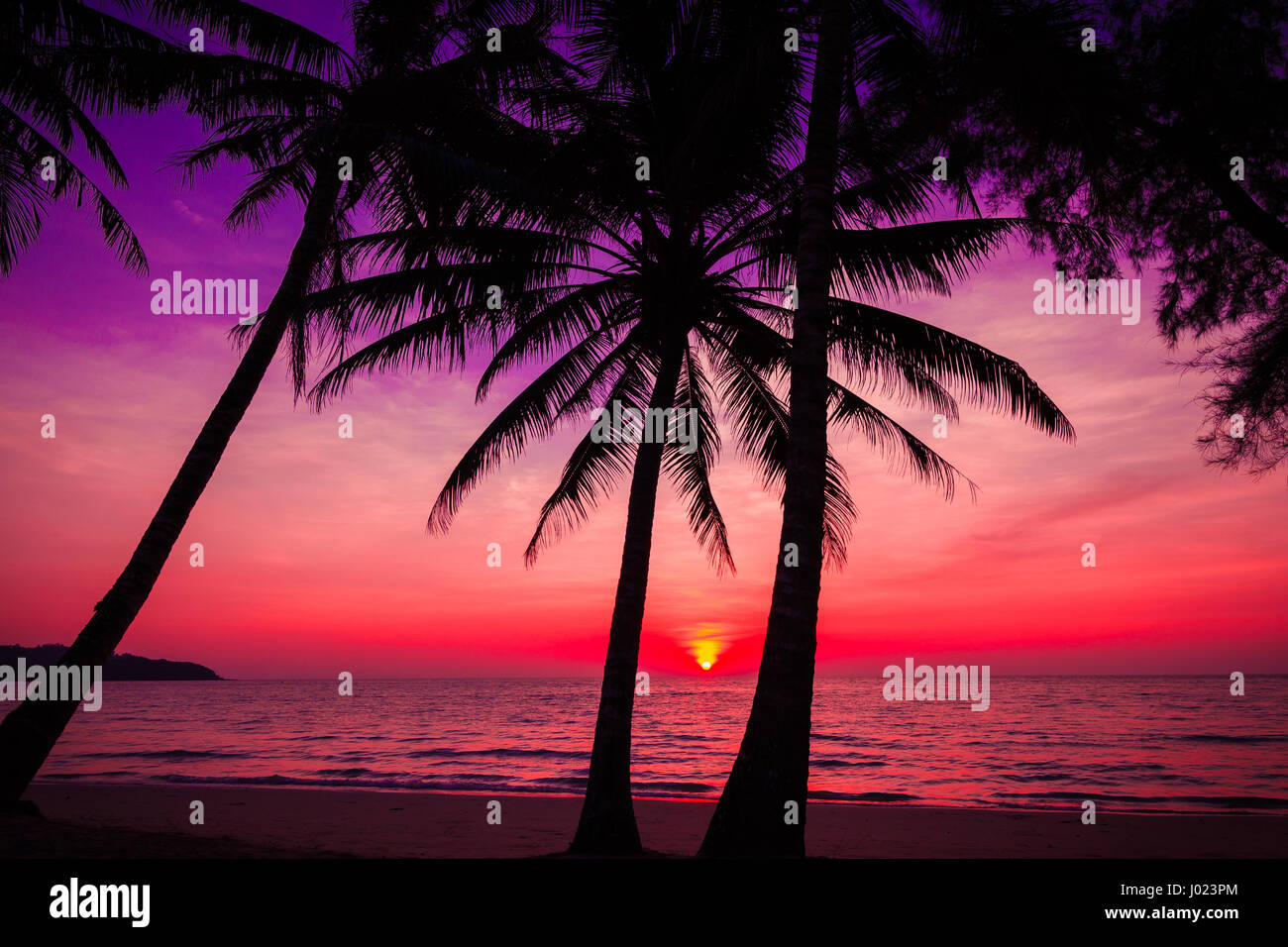 palm trees silhouette on sunset tropical beach. Tropical sunset Stock ...