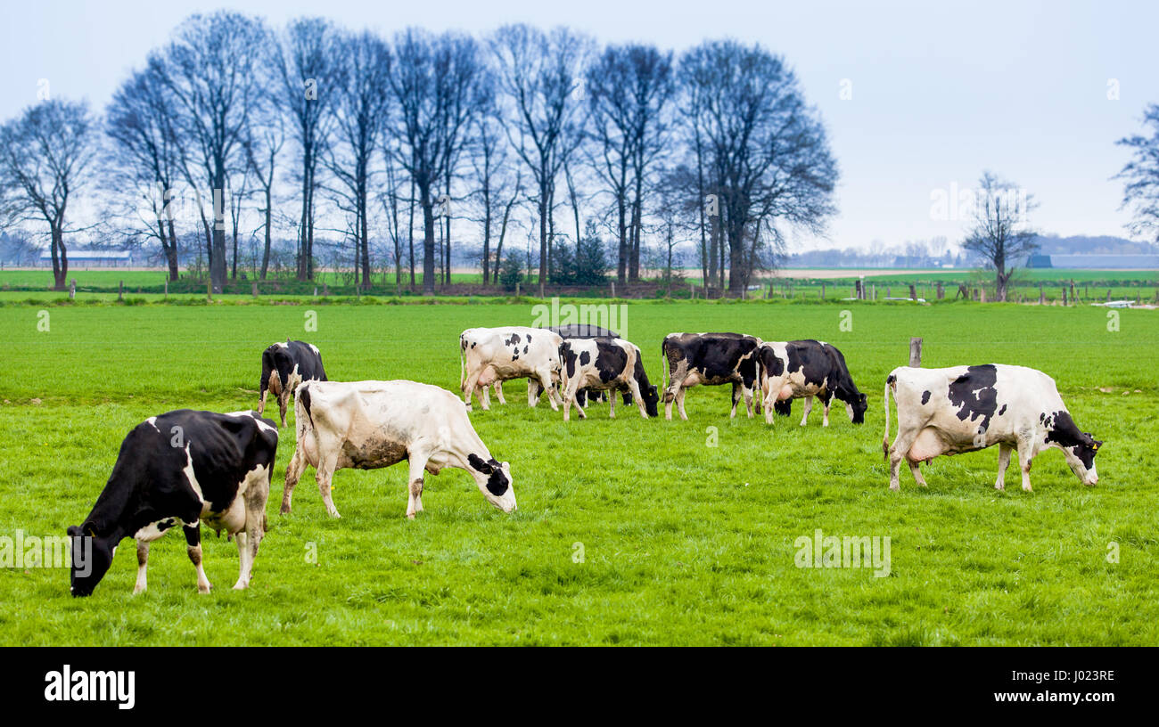 Cows on farmland Stock Photo - Alamy