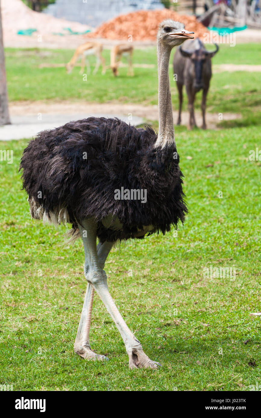 ostrich in zoo Stock Photo - Alamy