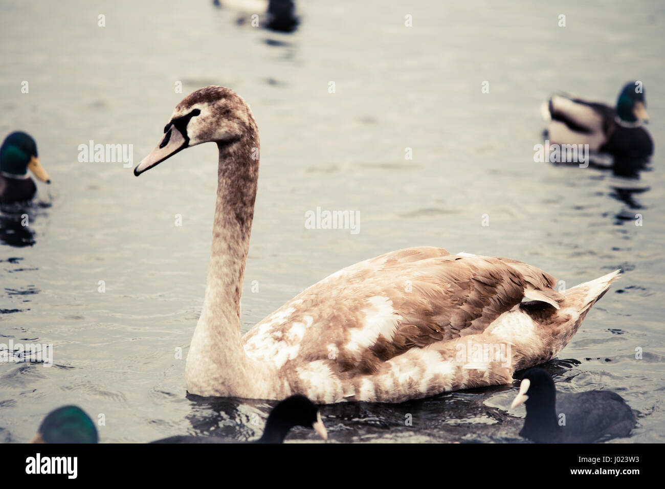 Young Swan. Portrait of a young swan Stock Photo - Alamy