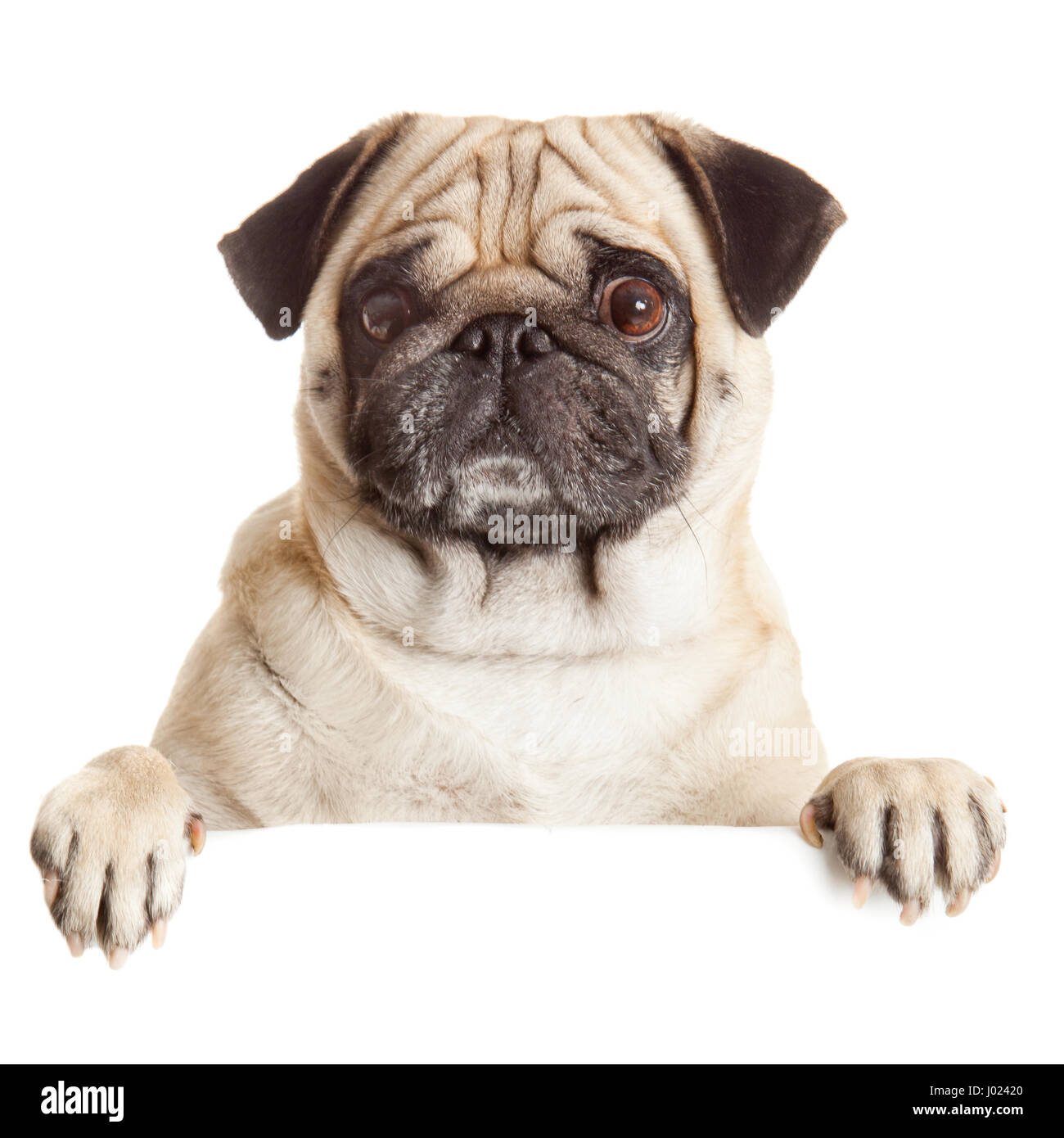 Pug Dog with blank billboard. Dog above banner or sign. Pug dog ...