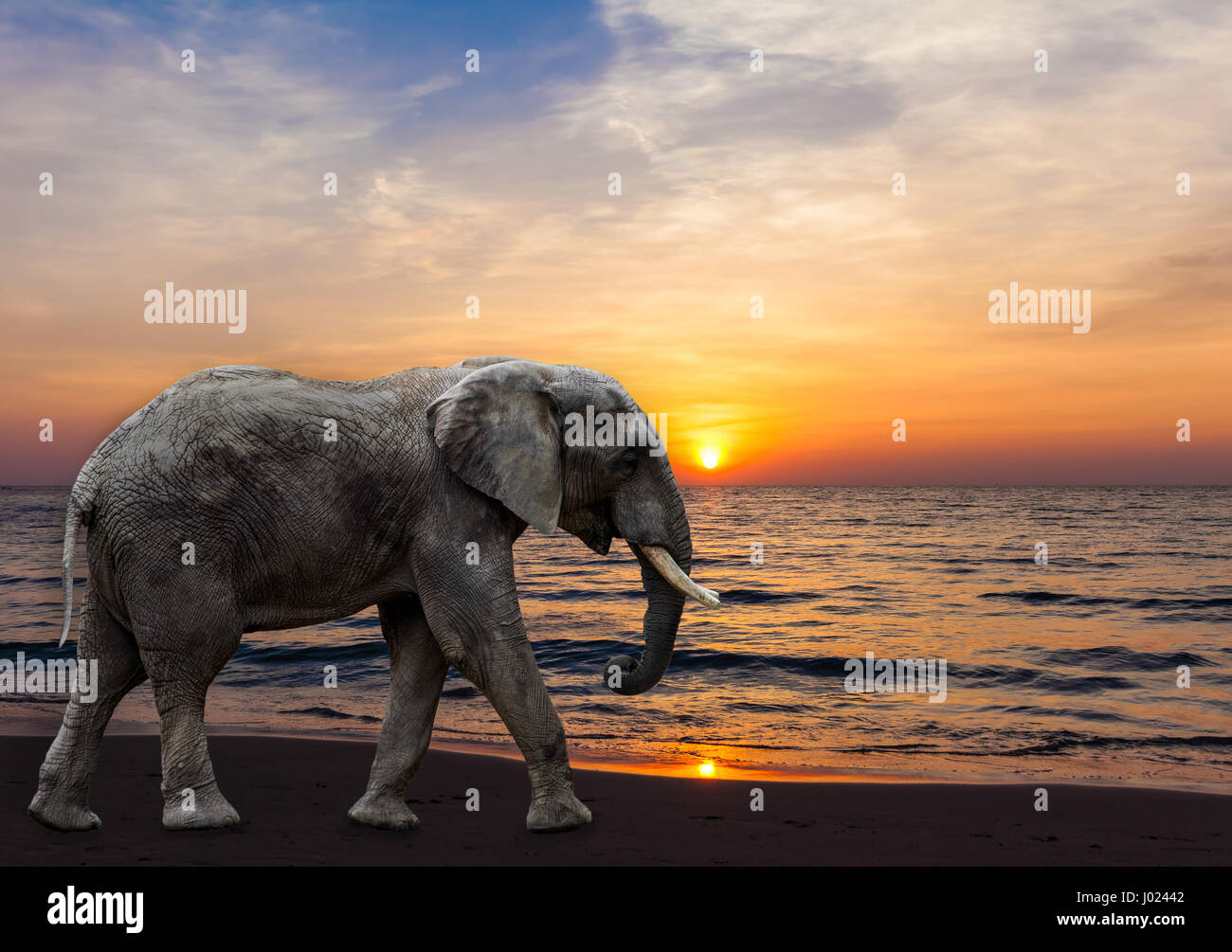 Beautiful morning sunrise elephant hi-res stock photography and images ...
