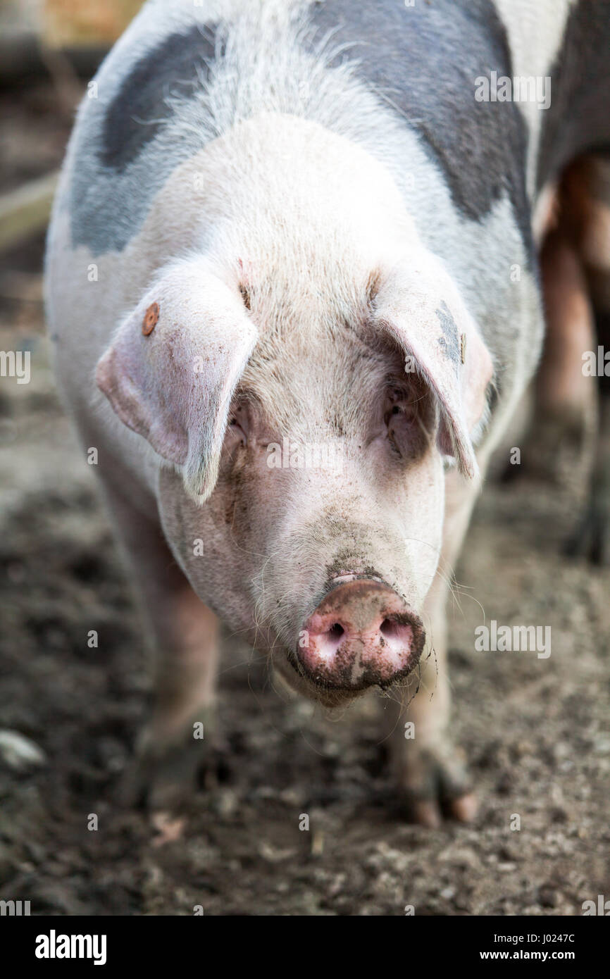 Nice piglet hi-res stock photography and images - Alamy
