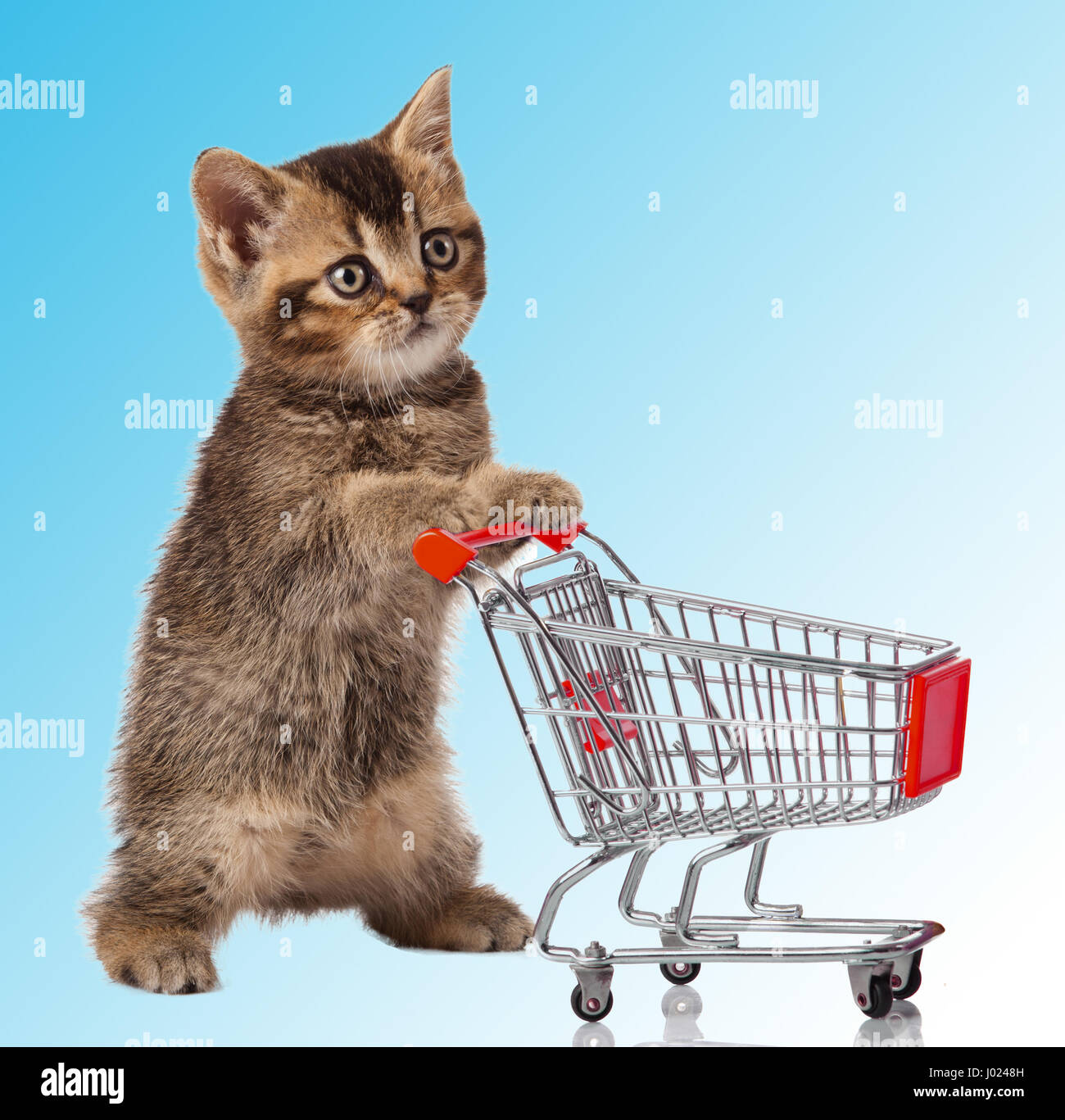 british cat with shopping cart Stock Photo - Alamy