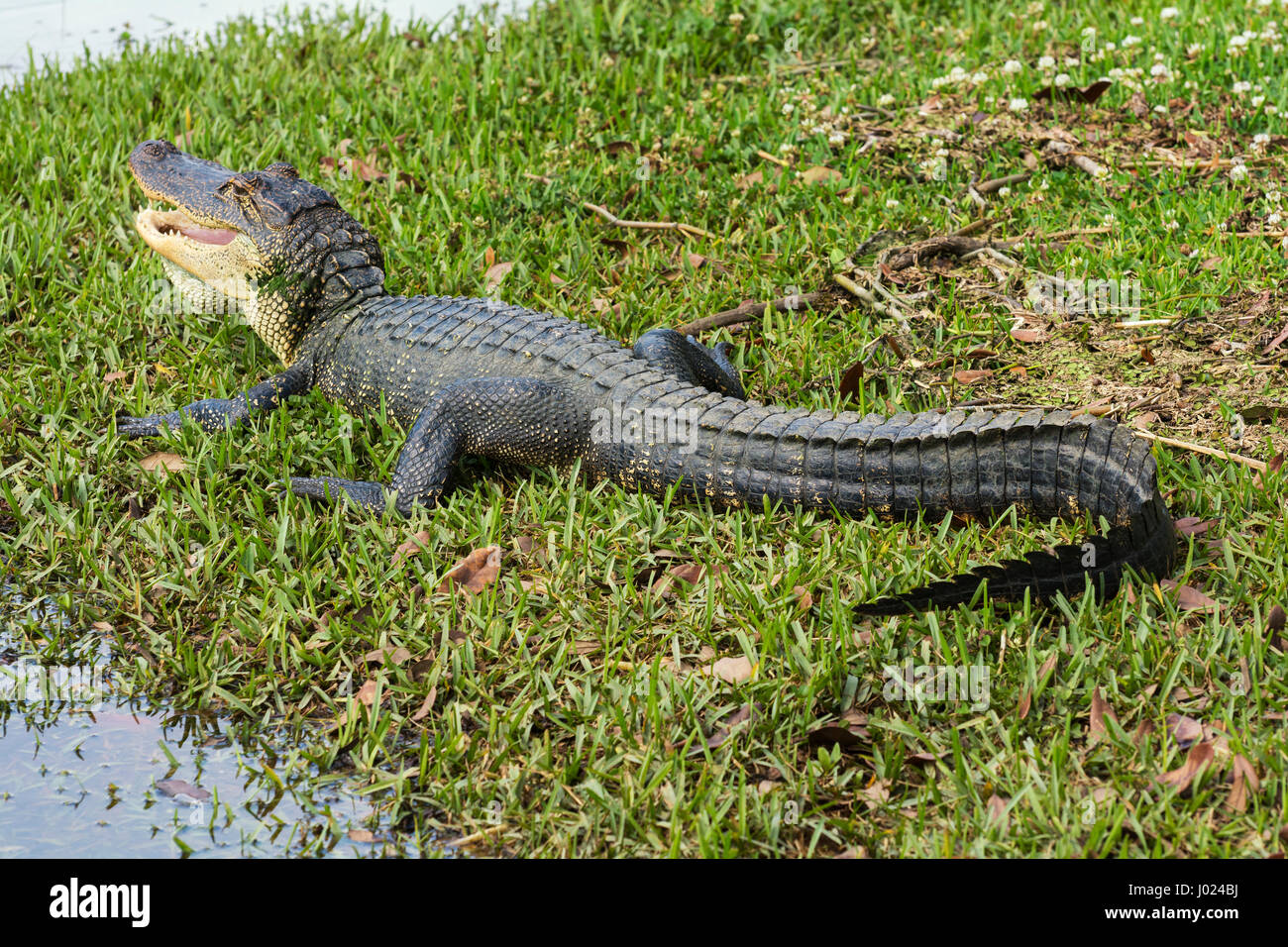 Louisiana, Avery Island, Jungle Gardens, American Alligator (Alligator ...