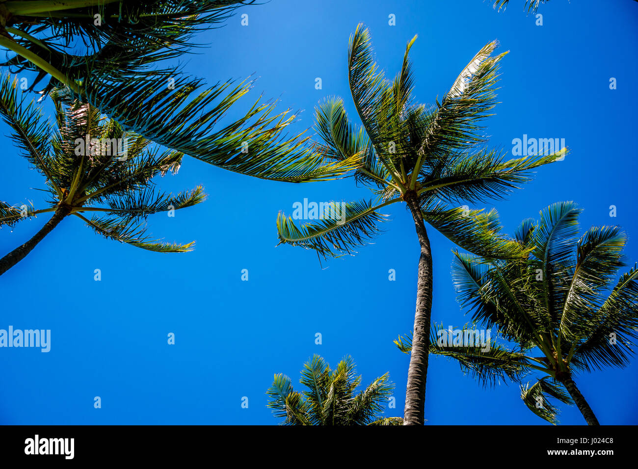 Waving palm branches hi-res stock photography and images - Alamy