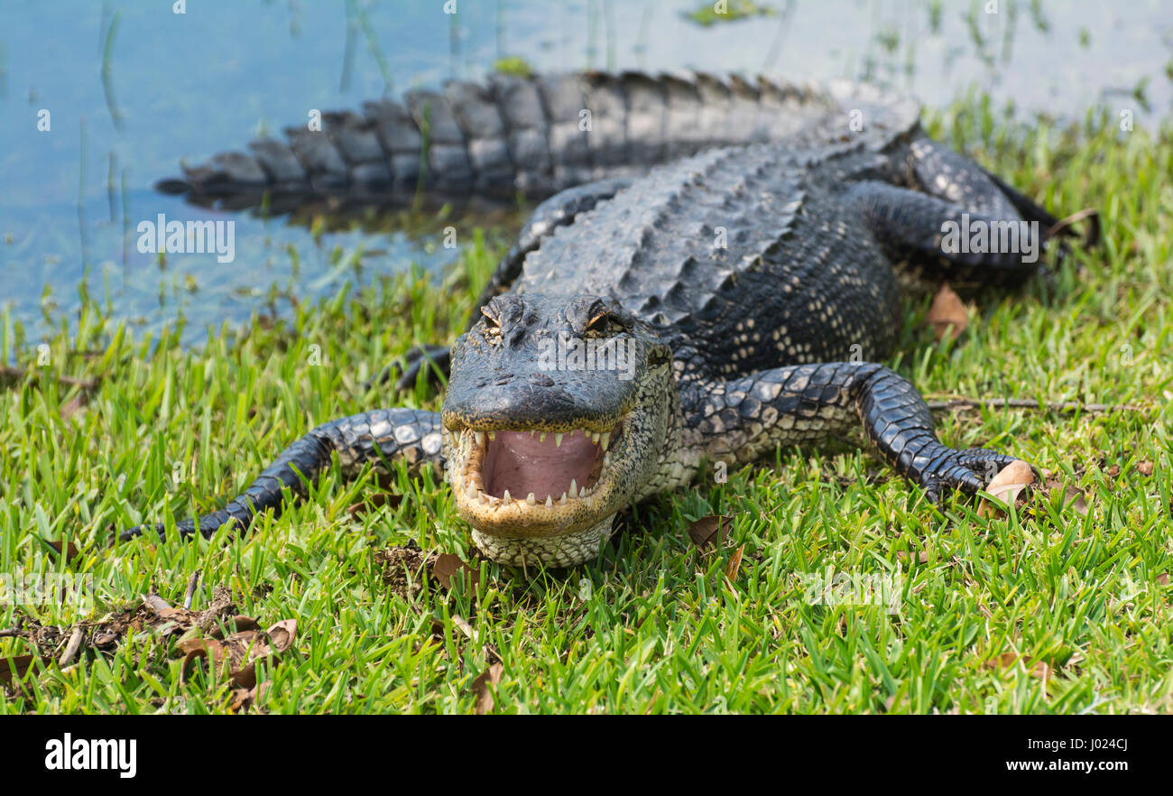 Louisiana, Avery Island, Jungle Gardens, American Alligator (Alligator ...