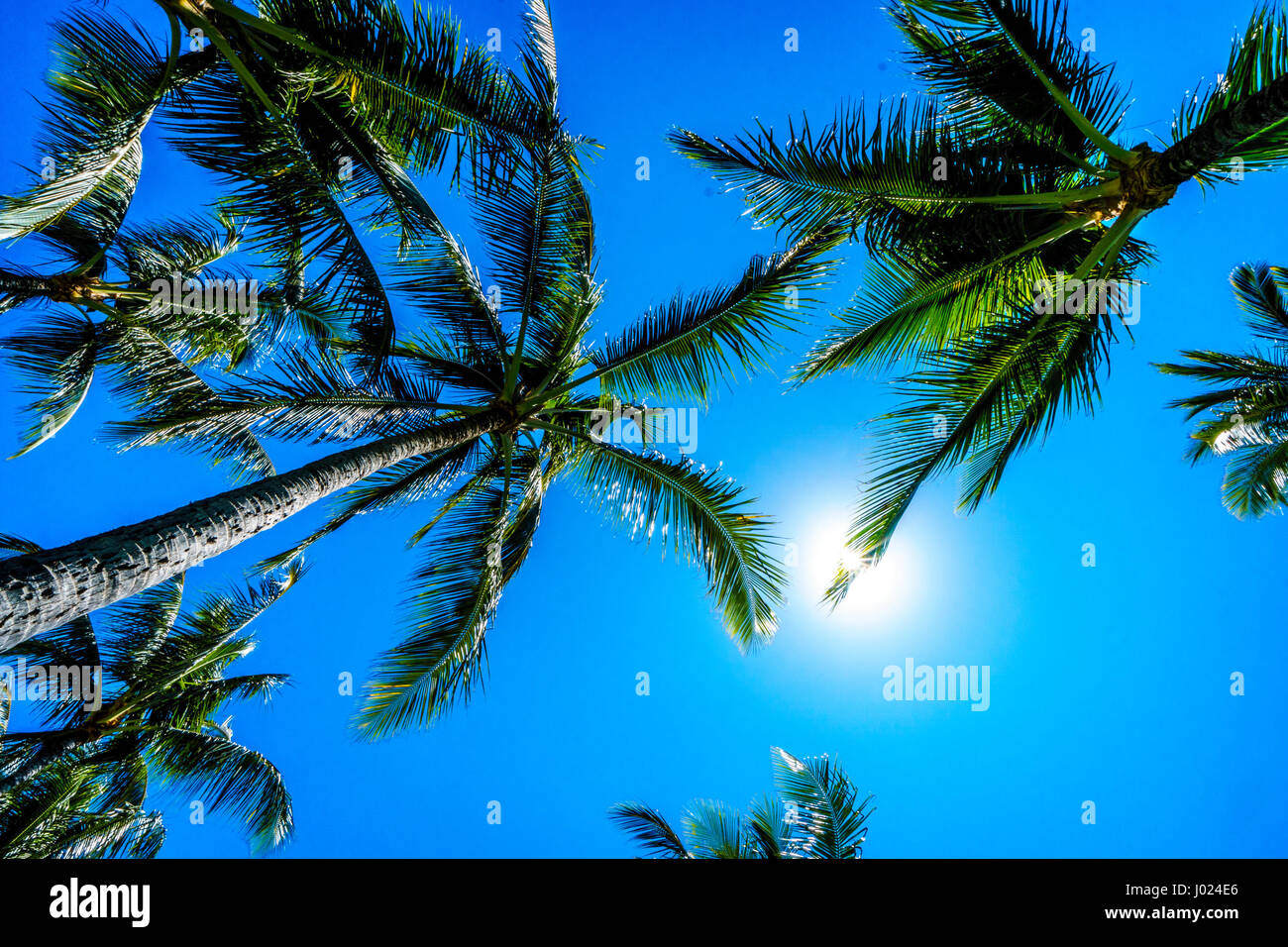 Palm trees waving High Resolution Stock Photography and Images - Alamy