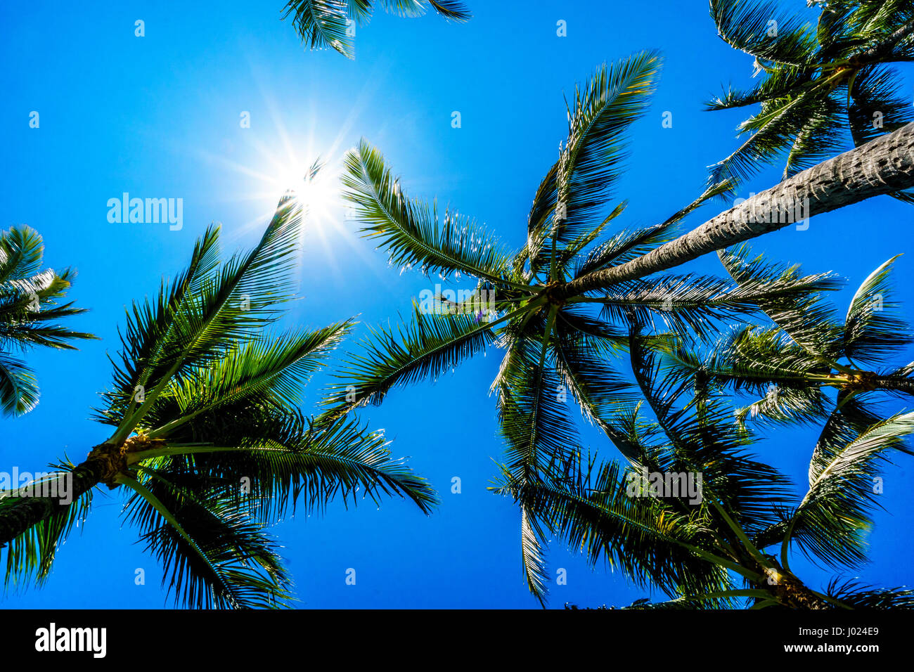 Waving palm branches hi-res stock photography and images - Alamy