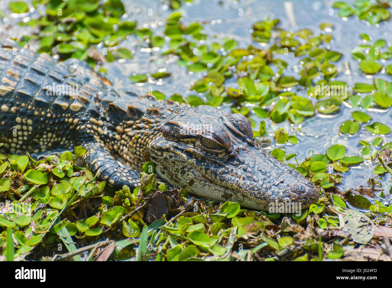 Louisiana, Avery Island, Jungle Gardens, juvenile American Alligator ...