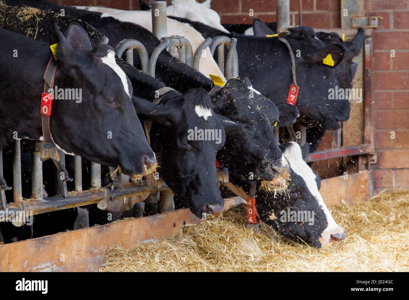 cows in a farm. Dairy cows in a farm Stock Photo - Alamy