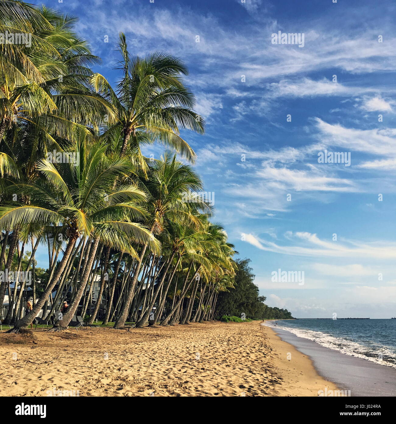 Palm Cove looking dramatic with palm trees lining the beach, pristine ...