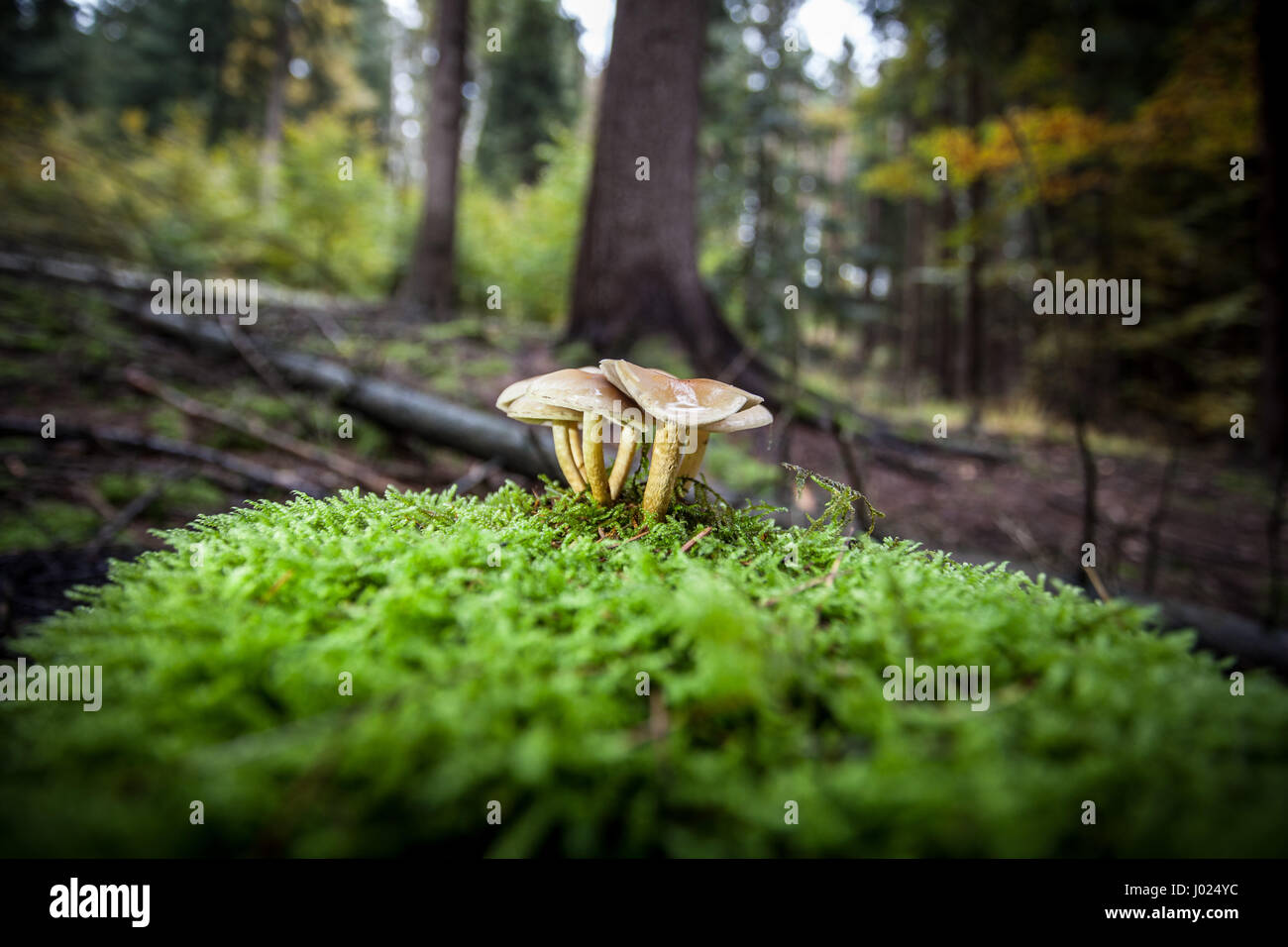 Autumn in german Mountains and Forests - Saxon Switzerland is a hilly ...