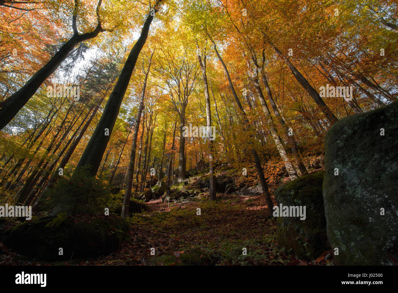 Autumn in german Mountains and Forests - Saxon Switzerland is a hilly ...