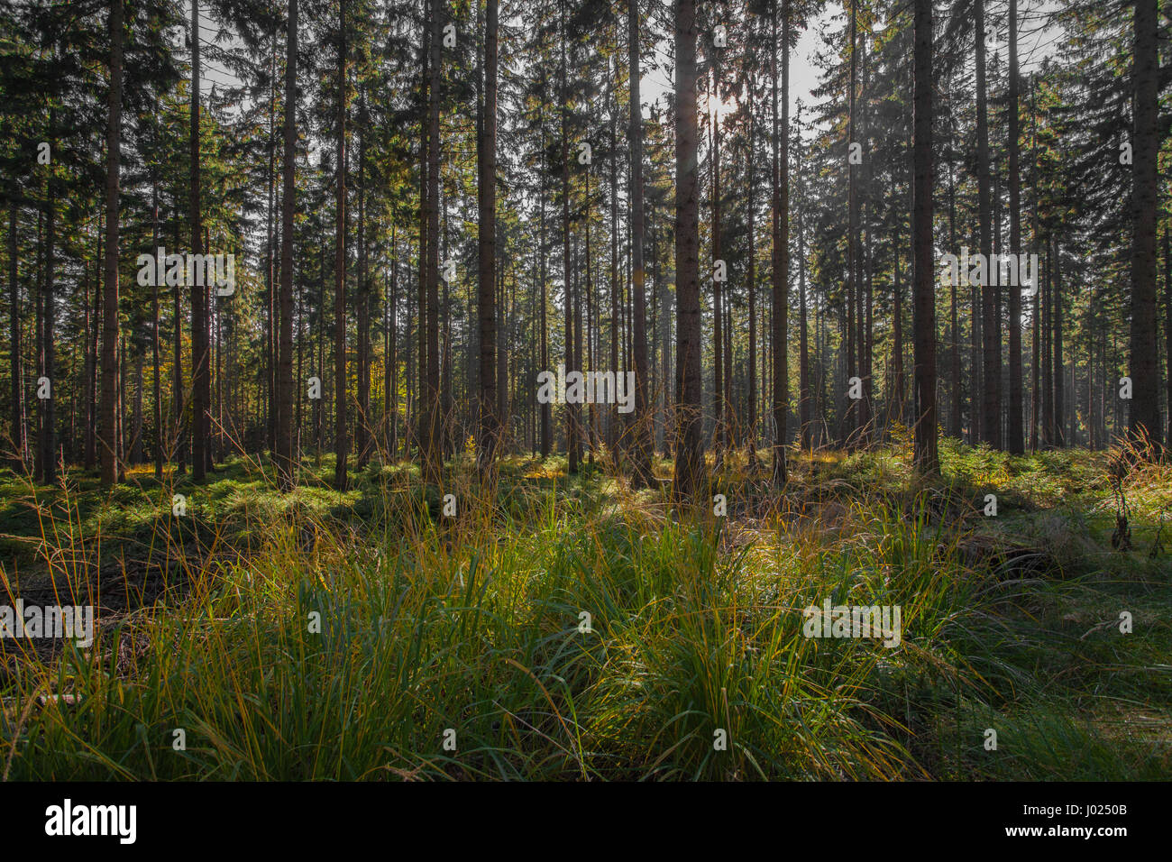 Autumn in german Mountains and Forests - Saxon Switzerland is a hilly ...