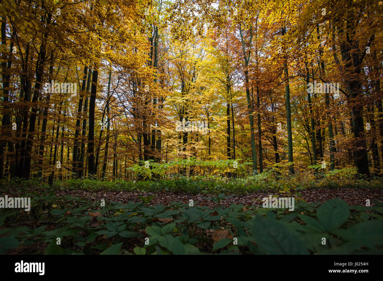 Autumn in german Mountains and Forests - During a hiking tour in some ...