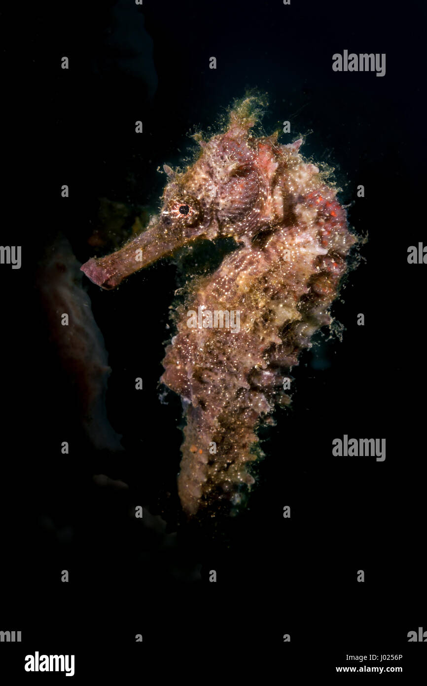 Seahorses range in size from 1 to 35 cm. Although they are bony fish ...