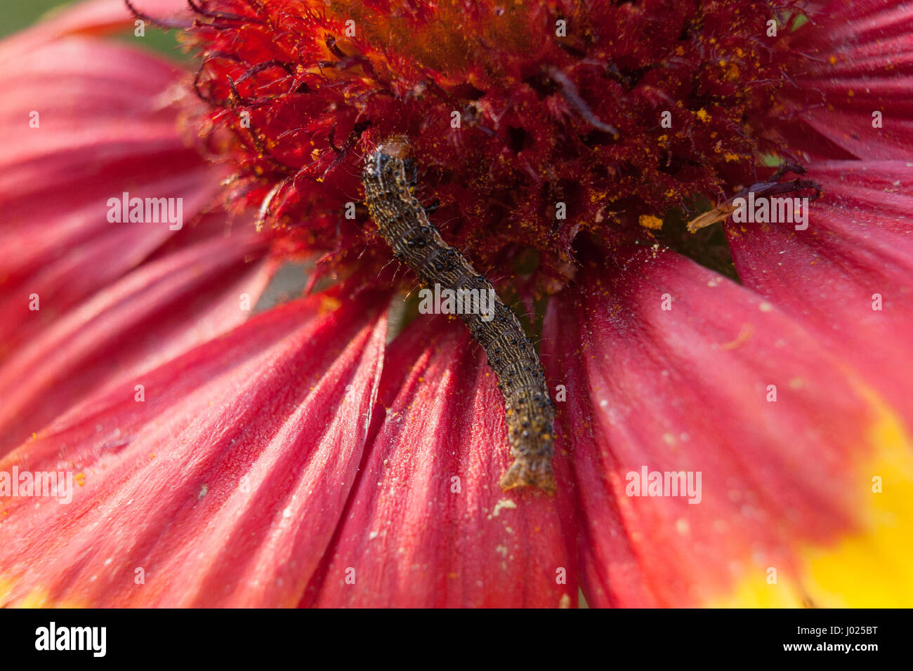Caterpillar on a flower. Small colorful caterpillar on a purple-yellow ...