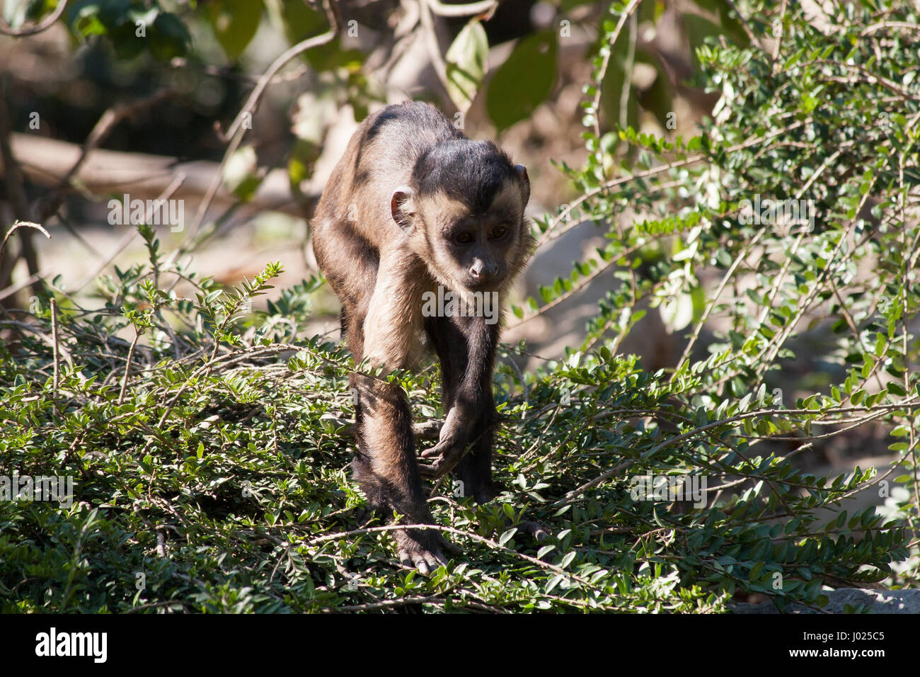 Capuchin primate walking on the rope. Small monkey walking towards the ...