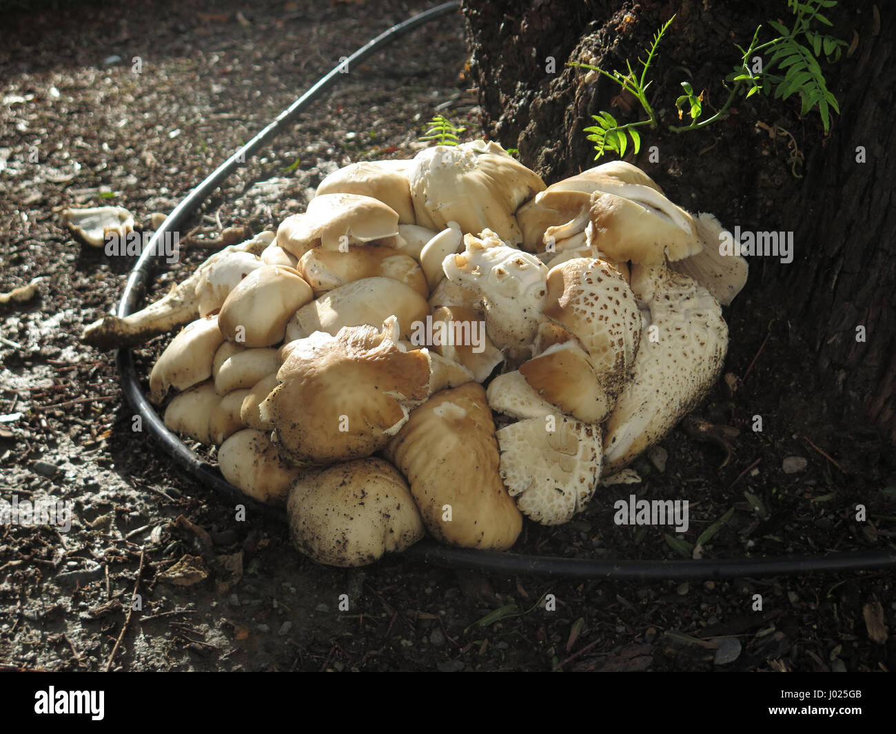 Clump of mushrooms hi-res stock photography and images - Alamy