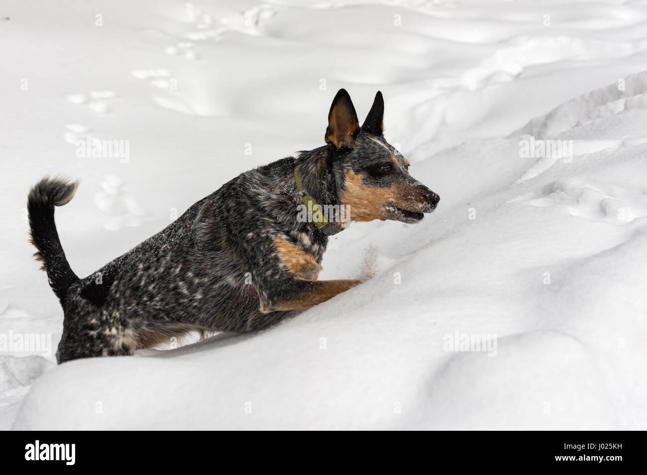 Australian Cattle Dog playing in the snow Stock Photo - Alamy