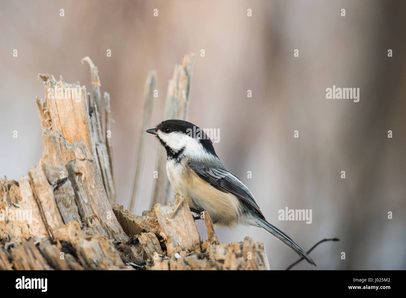 Chickadee perching on a tree in the springtime Stock Photo - Alamy