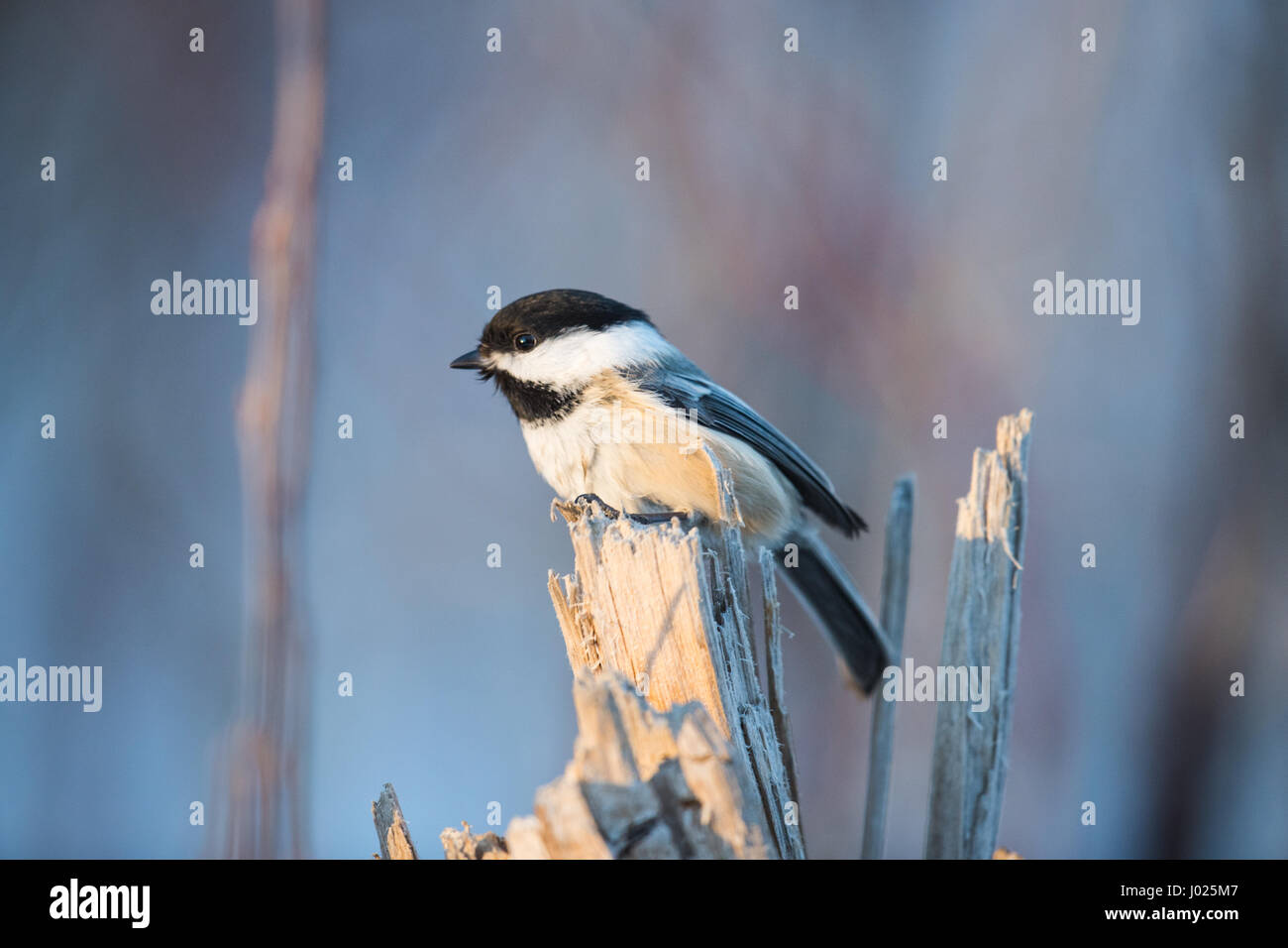 Chickadee perching on a tree in the springtime Stock Photo - Alamy