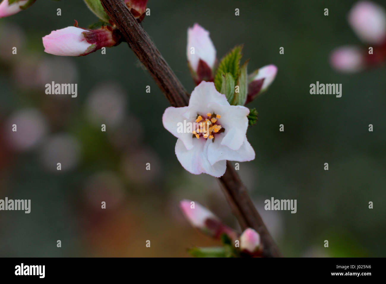 Nature wakes up. Trees green, the first bloom, the young leaves. Bloom ...